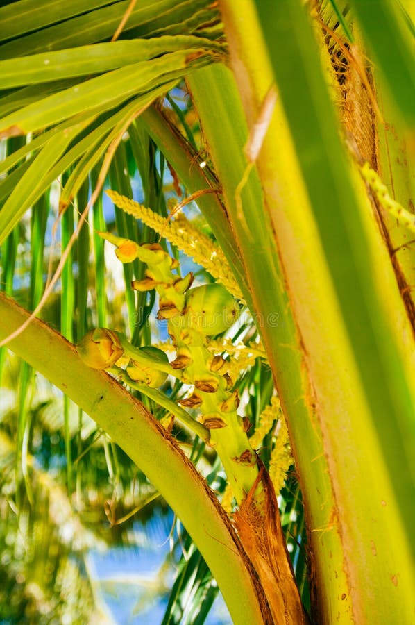 Fresh Green Young Coconut Fruit, on the Coconut Tree. Flowering Coconut ...