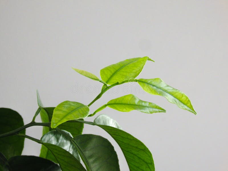 Fresh Green Young Lemon Leaves. Green and Young Lemon Leaves Stock ...
