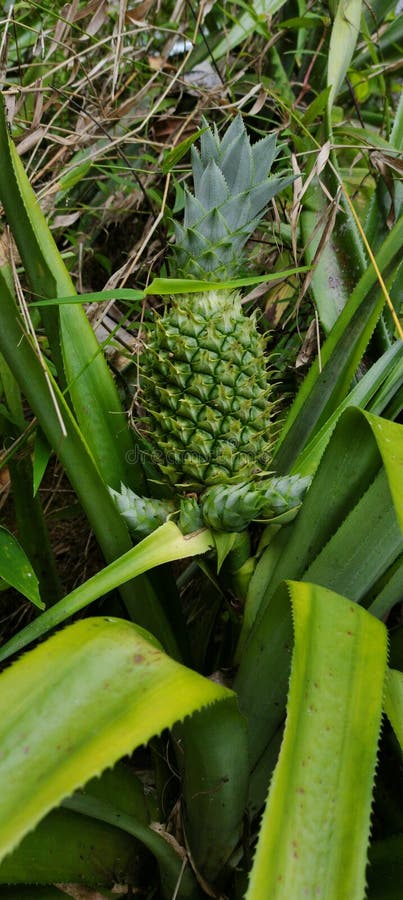 Fresh Green Young Pineapple Garden Stock Image - Image of lebun, young ...