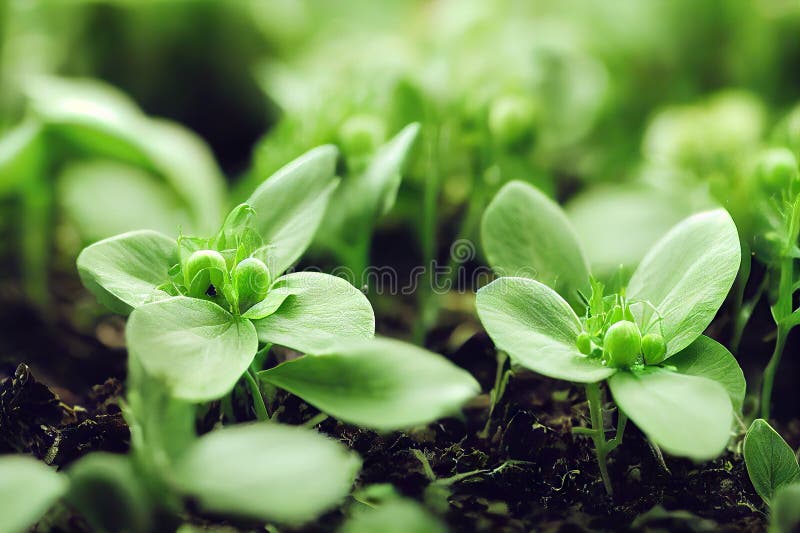 Fresh Green Young Plants for Growing Microgreens for Nutrition Stock ...
