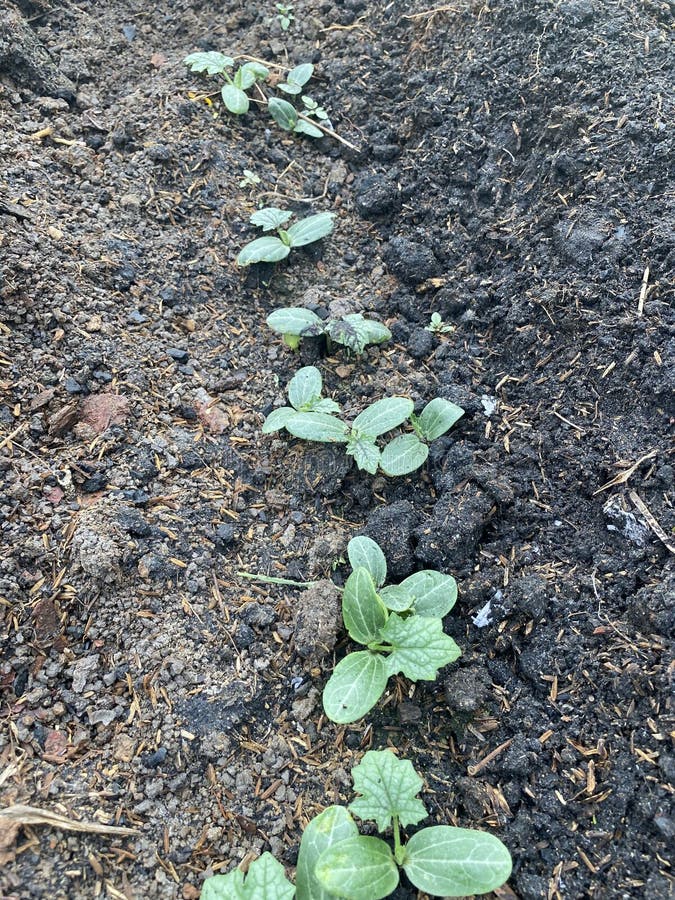 Green Young Sponge Gourd on the Ground Stock Photo - Image of garden ...