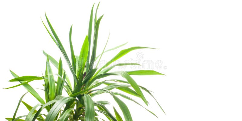 Fresh Yucca Plant on a White Background Stock Photo - Image of nature ...