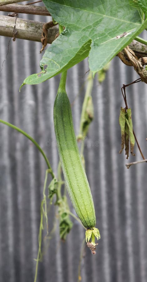 Fresh Green Zucchini on the Tree. Fresh Vegetables Stock Image - Image ...