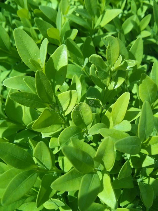 Fresh greenery texture stock photo. Image of green, fresh - 70771862