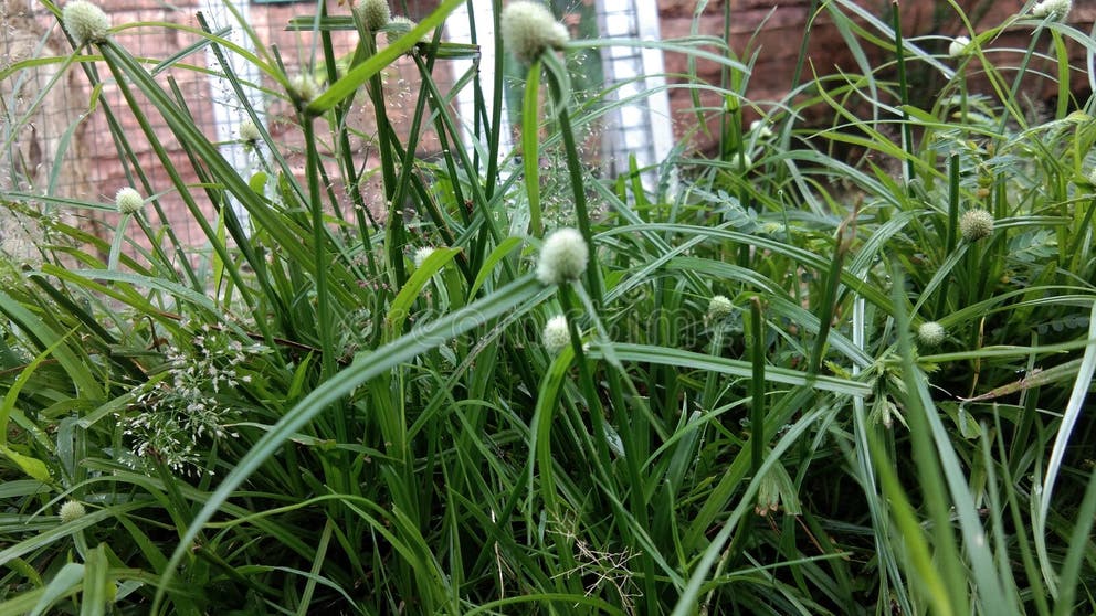 Fresh gress stock image. Image of prairie, yard, leaf - 202870071