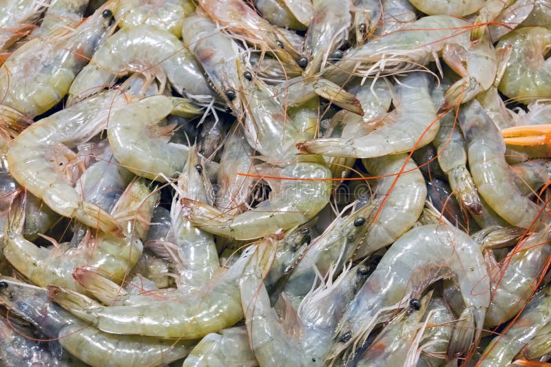 Fresh grey prawns for sale stock photo. Image of grey - 50204286