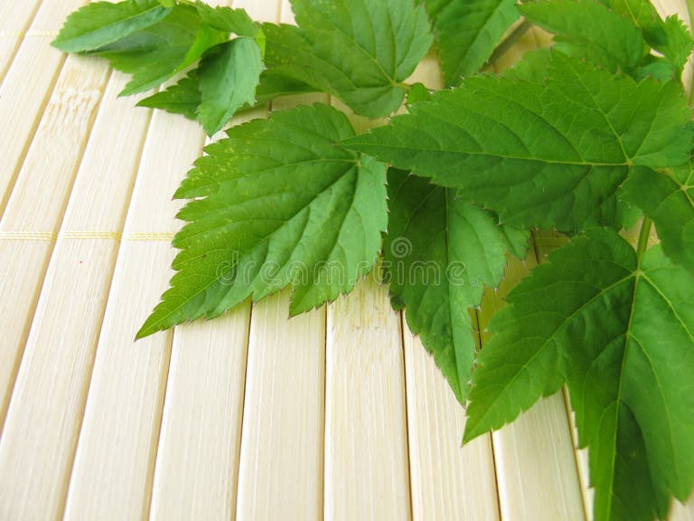 Fresh ground elder stock photo. Image of vegetables, elder - 35888988