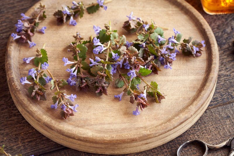 Fresh Ground-ivy on a Table Stock Photo - Image of field, nature: 220495574