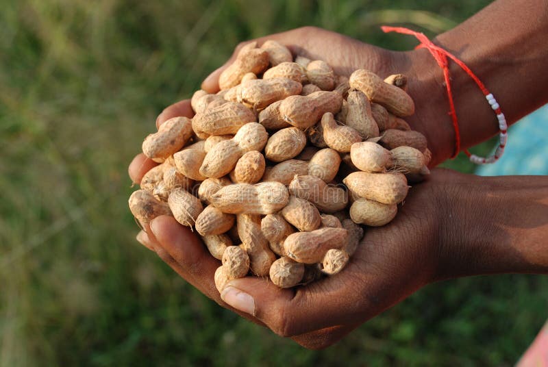 Fresh groundnuts stock image. Image of delicious, snack - 35623073