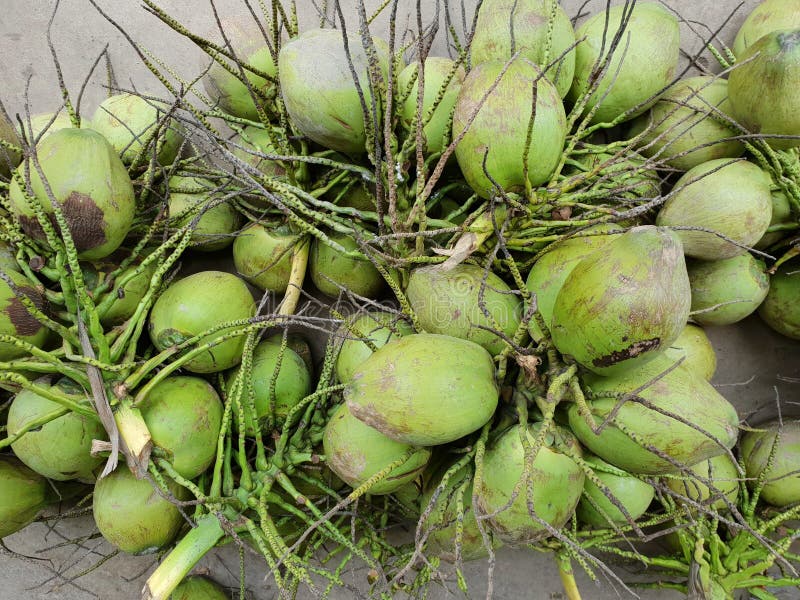Group of Coconut Tree Isolated Stock Image - Image of palm, landscape ...