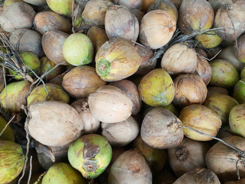 Group of Coconut Tree Isolated Stock Image - Image of palm, landscape ...