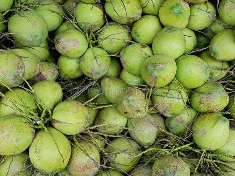Group of Coconut Tree Isolated Stock Image - Image of palm, landscape ...