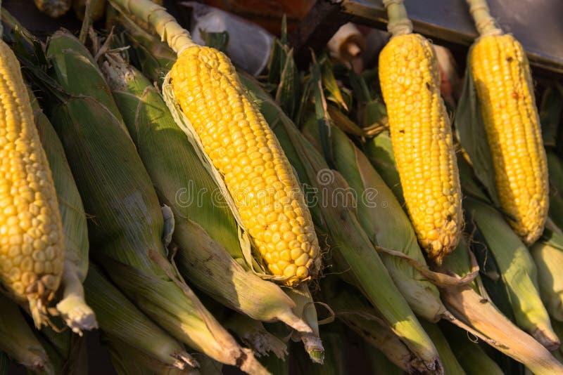 Fresh Group of Corn on the Cob Stock Photo - Image of healthy, color ... Fresh Group of Corn on the Cob Stock Photo - Image of healthy, color ...
