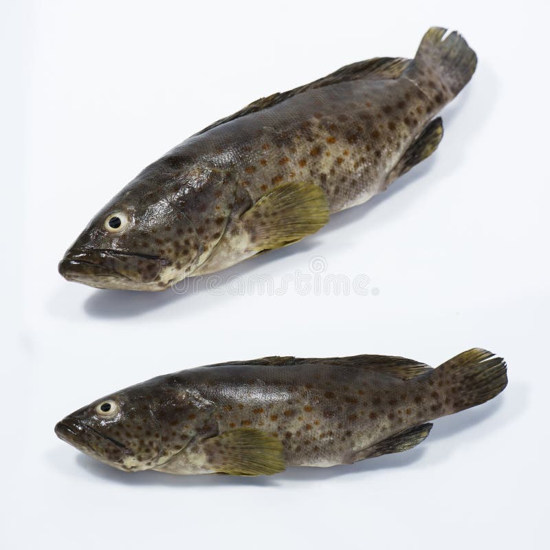 Chinese Steamed Red Grouper Stock Photo - Image of chinese, cooking ...