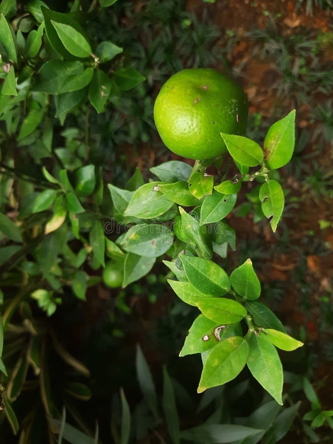 Lime, Lime Plant or Lemon Tree Stock Image - Image of house, tropical ...