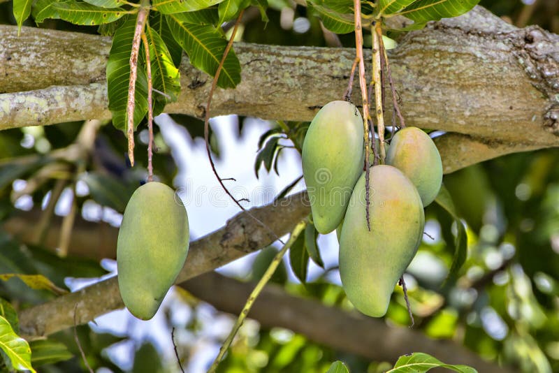Mangoes on the tree stock image. Image of asia, garden - 100554589