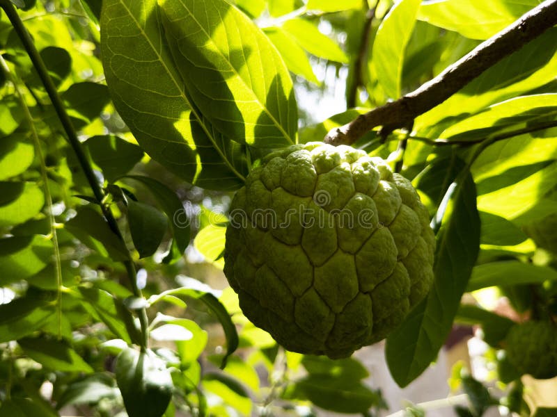 Fresh Growing Sugar Apple Isolated on Plants in Garden Stock Photo ...