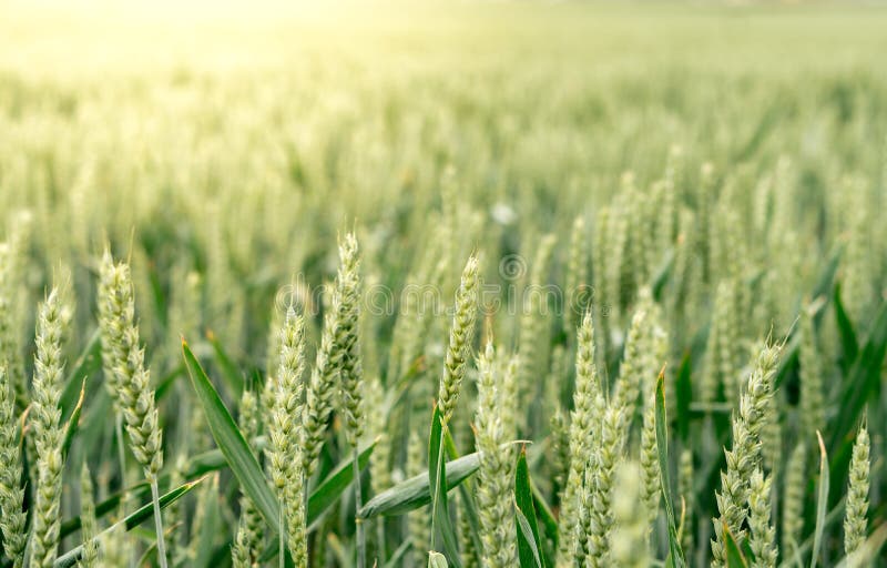 Fresh Growing Wheat on a Farmland Stock Image - Image of wheat ...