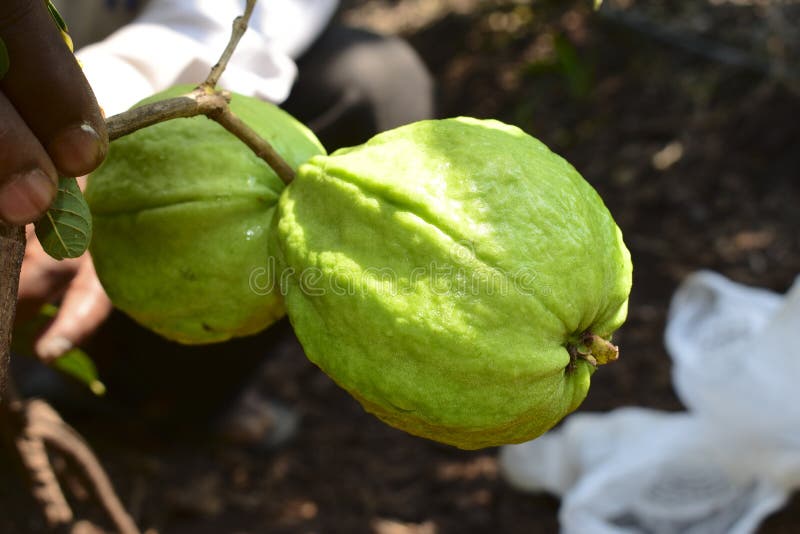 Fresh guava fruit stock photo. Image of garden, health - 260596398
