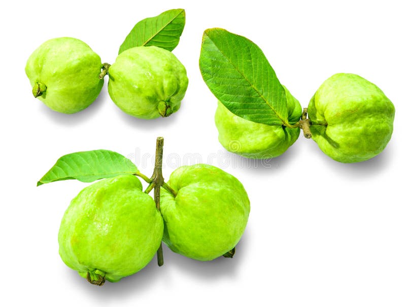 Fresh guava fruit stock photo. Image of vegetarian, health - 82751588