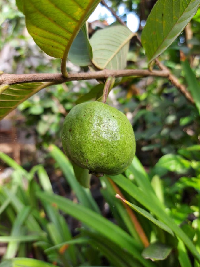 Fresh guava fruit stock photo. Image of fruit, jungle - 261415754