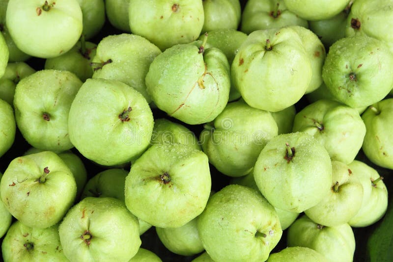 Fresh Guava Fruits stock photo. Image of closeup, ripe - 17088704