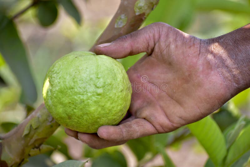 Fresh guava on the hand. stock image. Image of food - 241658483