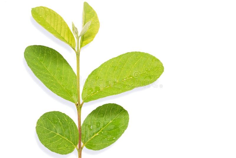 Guava Leaf Detail and Texture Isolated on White Background. Stock Photo ...
