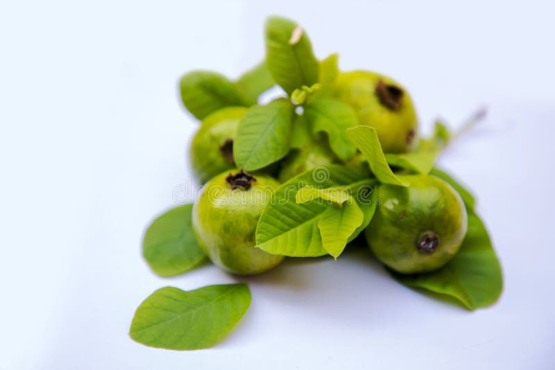 Fresh Guava with Leaf on White Background. Stock Image - Image of food ...