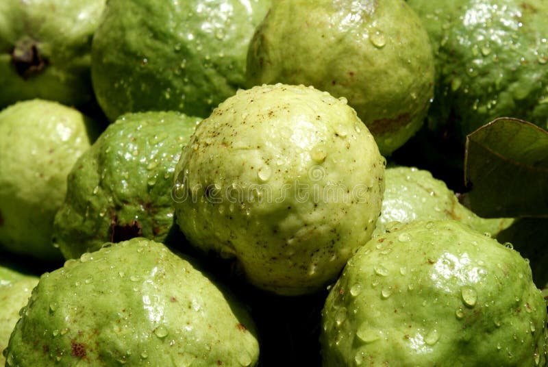 Fresh guavas at the market stock photo. Image of form - 16042942