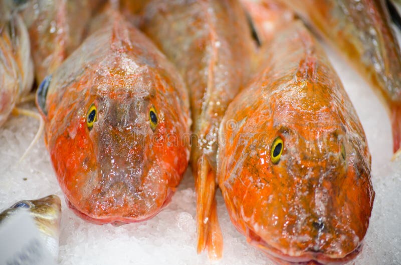 Fresh Gurnard Fish on Ice at a Fish Market. Stock Image - Image of ...