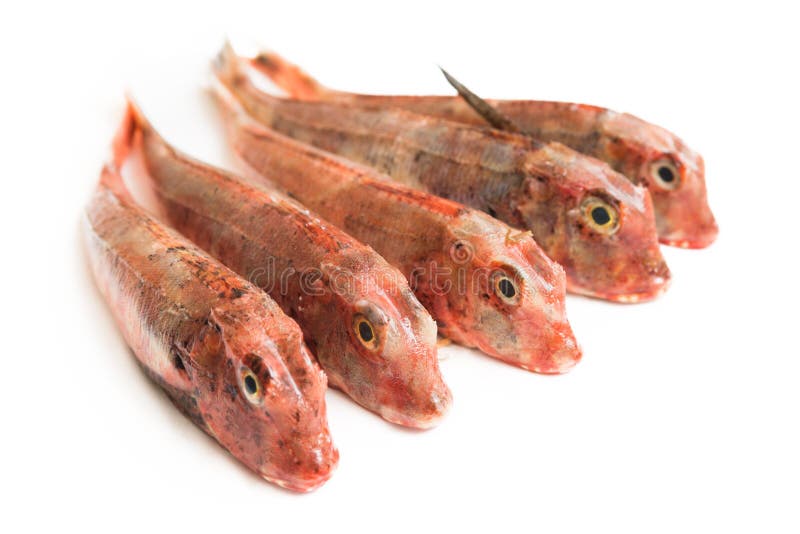 Fresh Gurnard stock image. Image of fishes, recipe, isolated - 74611723