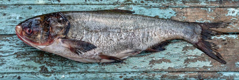 A Fresh Gutted Fish is on Rough Wooden Planks Stock Image - Image of ...