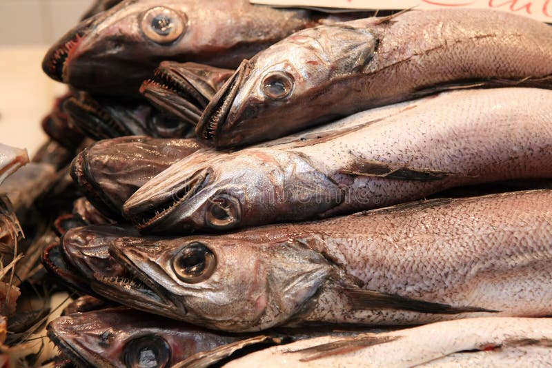 Fresh raw squid stock image. Image of agriculture, aquatic - 19759447