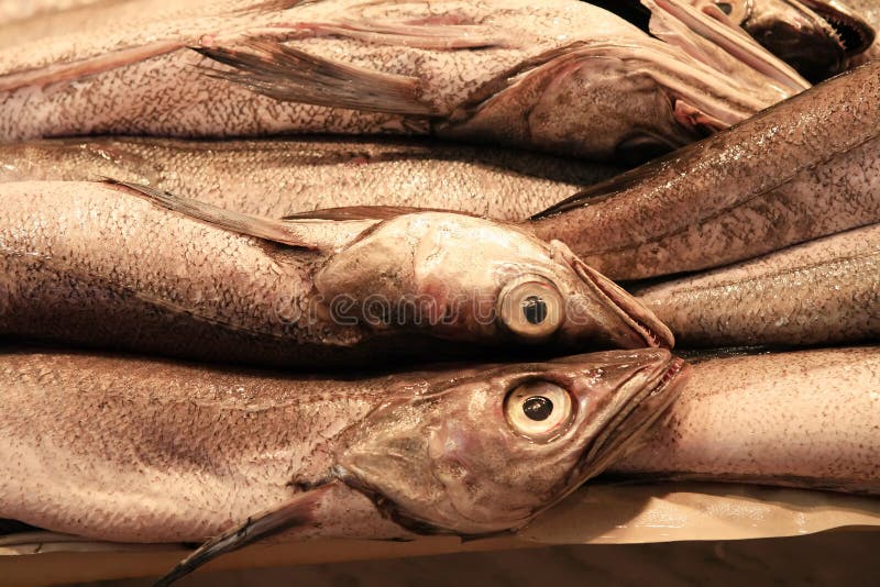 Fresh hake stock photo. Image of food, lunch, fillet, sauce - 2667320