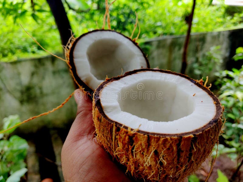 Fresh Half Cut Coconut with Coconut Shell Stock Photo - Image of ripe ...