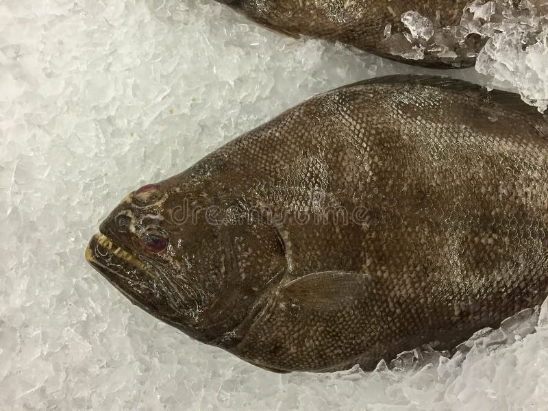 Fresh Halibut fish on ice stock photo. Image of healthy - 65865322