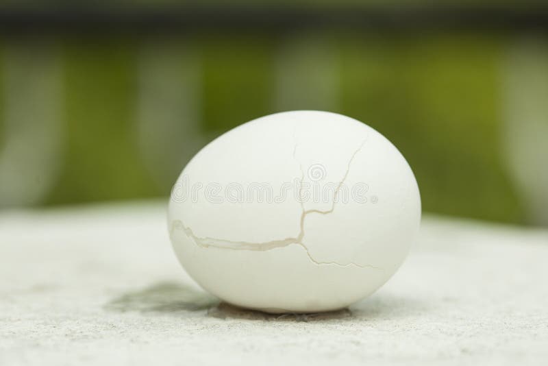 Fresh Hard Boiled Eggs with Shell. Stock Photo - Image of meal, fresh ...