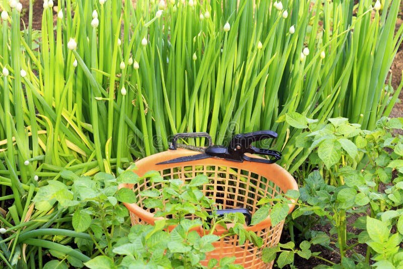 Fresh harvest stock image. Image of holding, growth, ingredients - 20041181