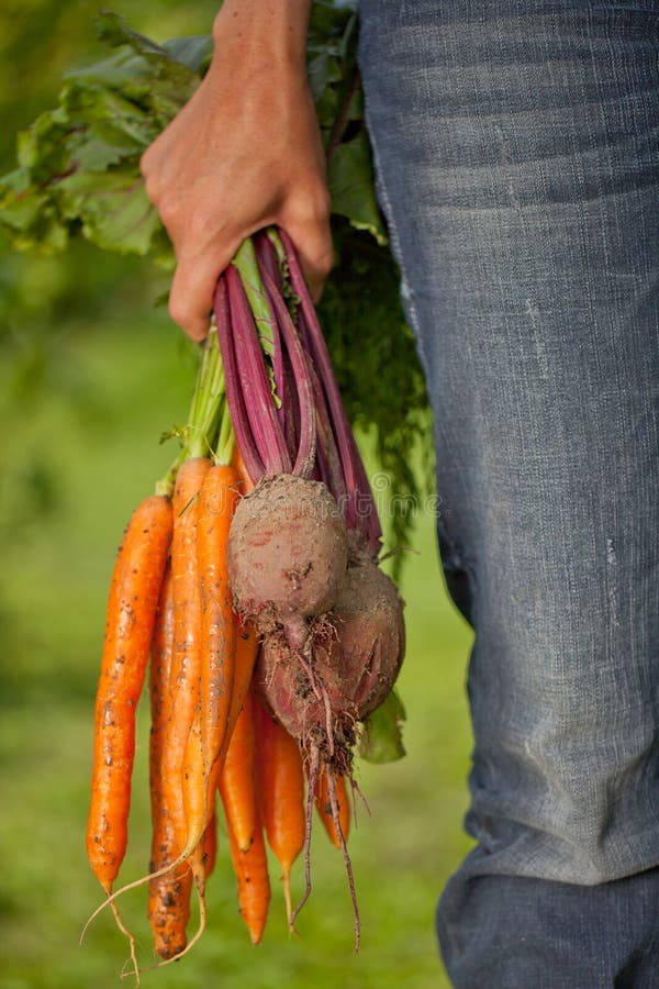 Fresh harvest stock photo. Image of harvest, hand, beetroot - 25893042