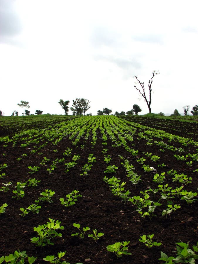 Fresh Harvest stock image. Image of farms, detail, cereals - 2842341