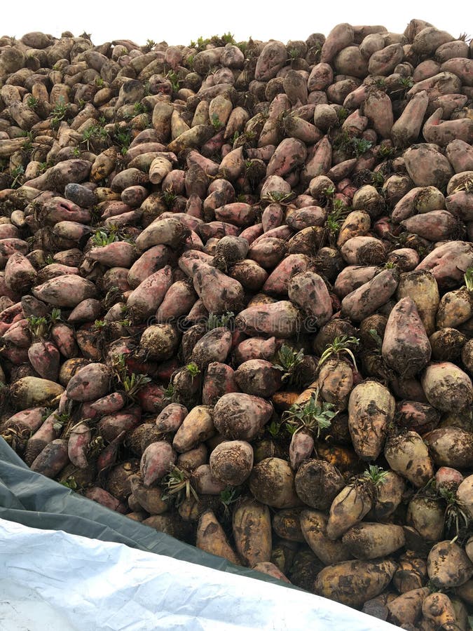 Fodder beet growing stock image. Image of beet, fodder - 28890097