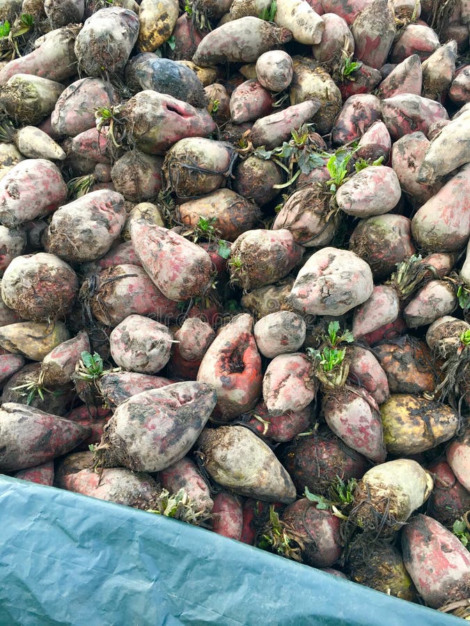 Fresh Harvest of Fodder Beet Stock Photo - Image of harvest, root: 88503160