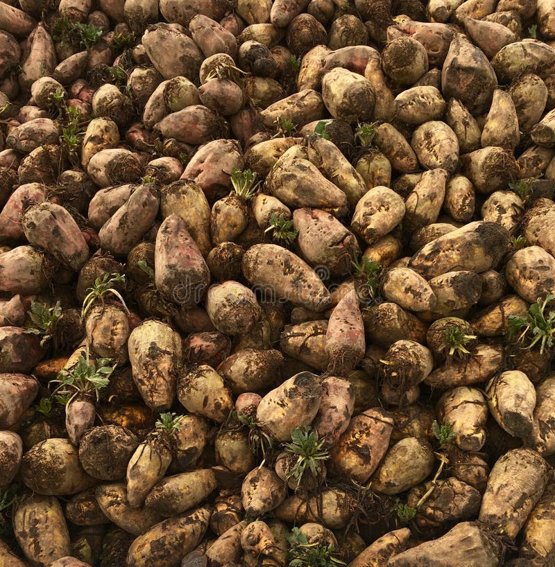 Fresh Harvest of Fodder Beet Stock Image - Image of pile, used: 88503563