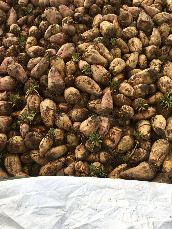 Fresh Harvest of Fodder Beet Stock Image - Image of mangold, vegetables ...