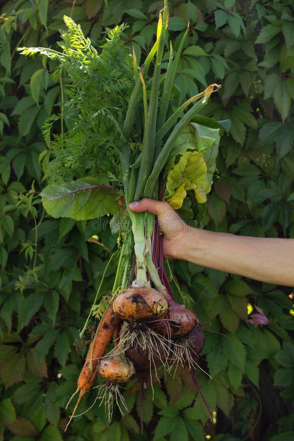 Fresh harvest stock photo. Image of bunch, agriculture - 98025330