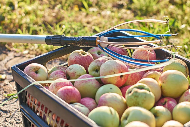 Fresh Harvested Apples in the Crate and a Fruit Picking Tool Stock ...