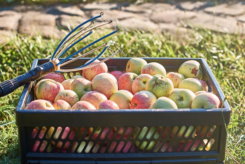 Fresh Harvested Apples in the Crate and a Fruit Picking Tool Stock ...