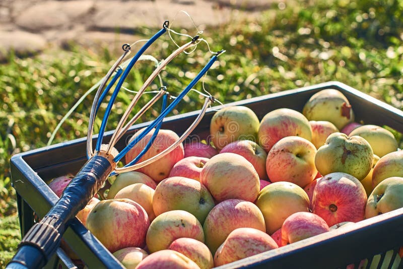 Fresh Harvested Apples in the Crate and a Fruit Picking Tool Stock ...
