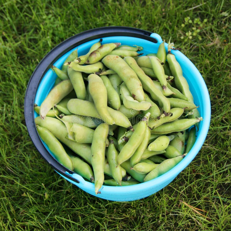 Fresh Harvested Beans in a Bucket Stock Image - Image of plant ...